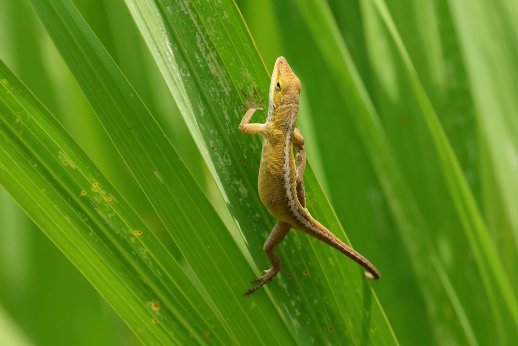 Lizard Lounge – Backyard Bird Nerd
