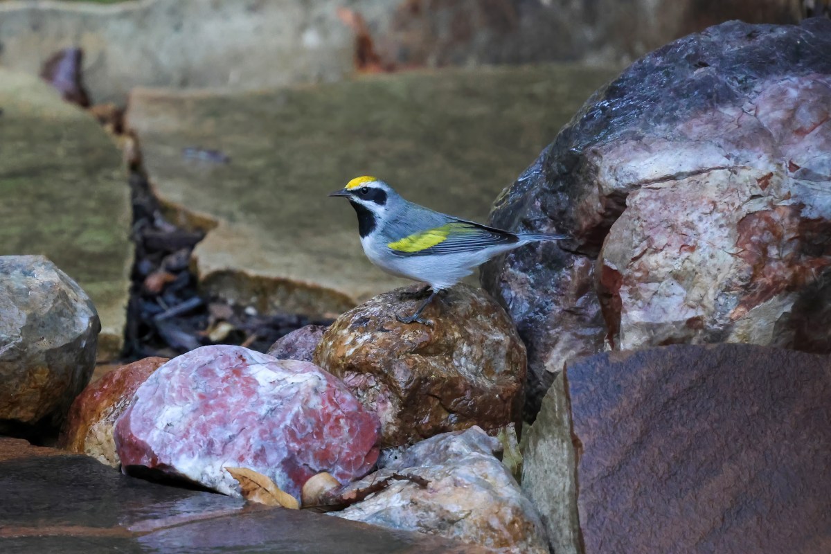 A Whirlwind of Warblers – Backyard Bird Nerd