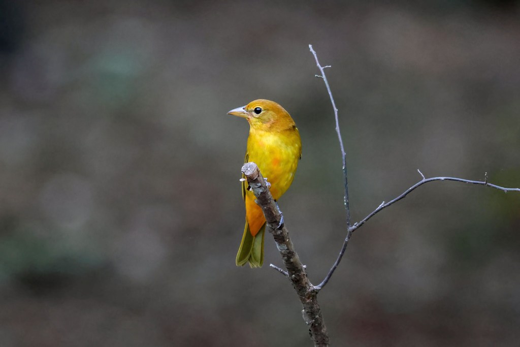 Snacks and Sprinkles – Backyard Bird Nerd