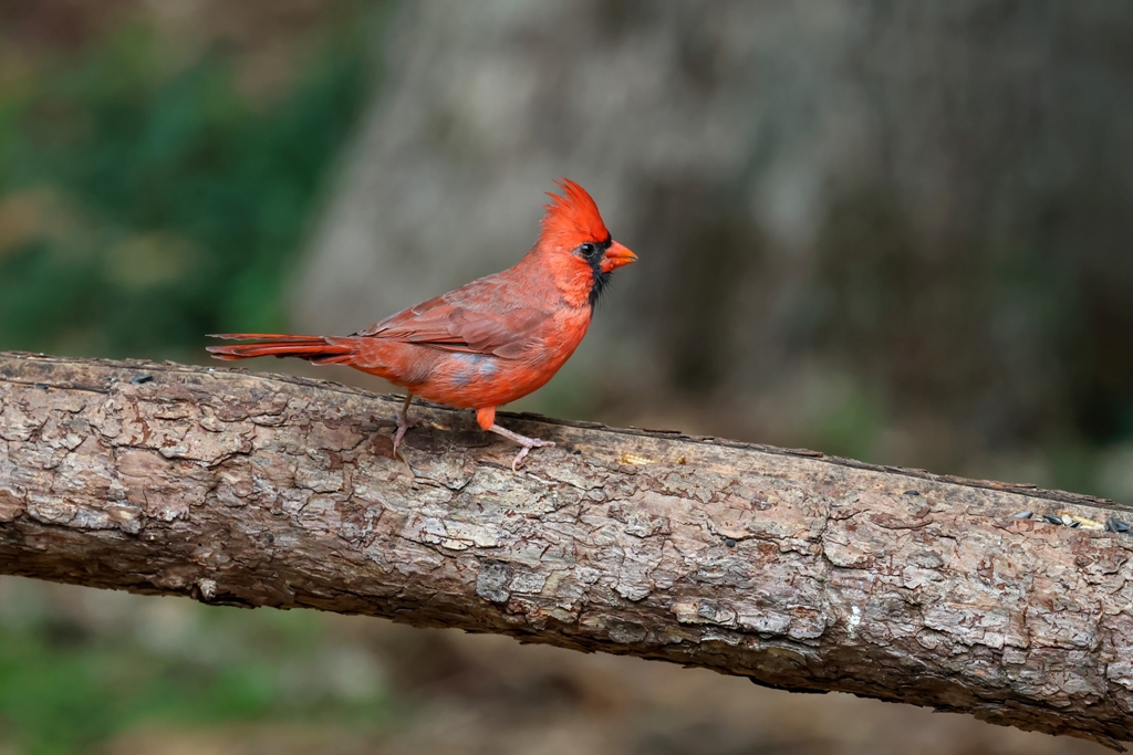 A Few Of The Regular Crew – Backyard Bird Nerd
