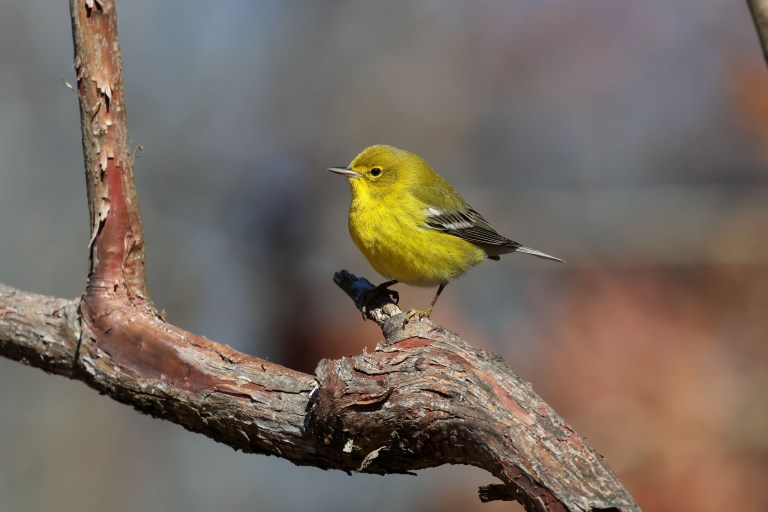 Backyard Bird Nerd – "Consider the birds of the air…."