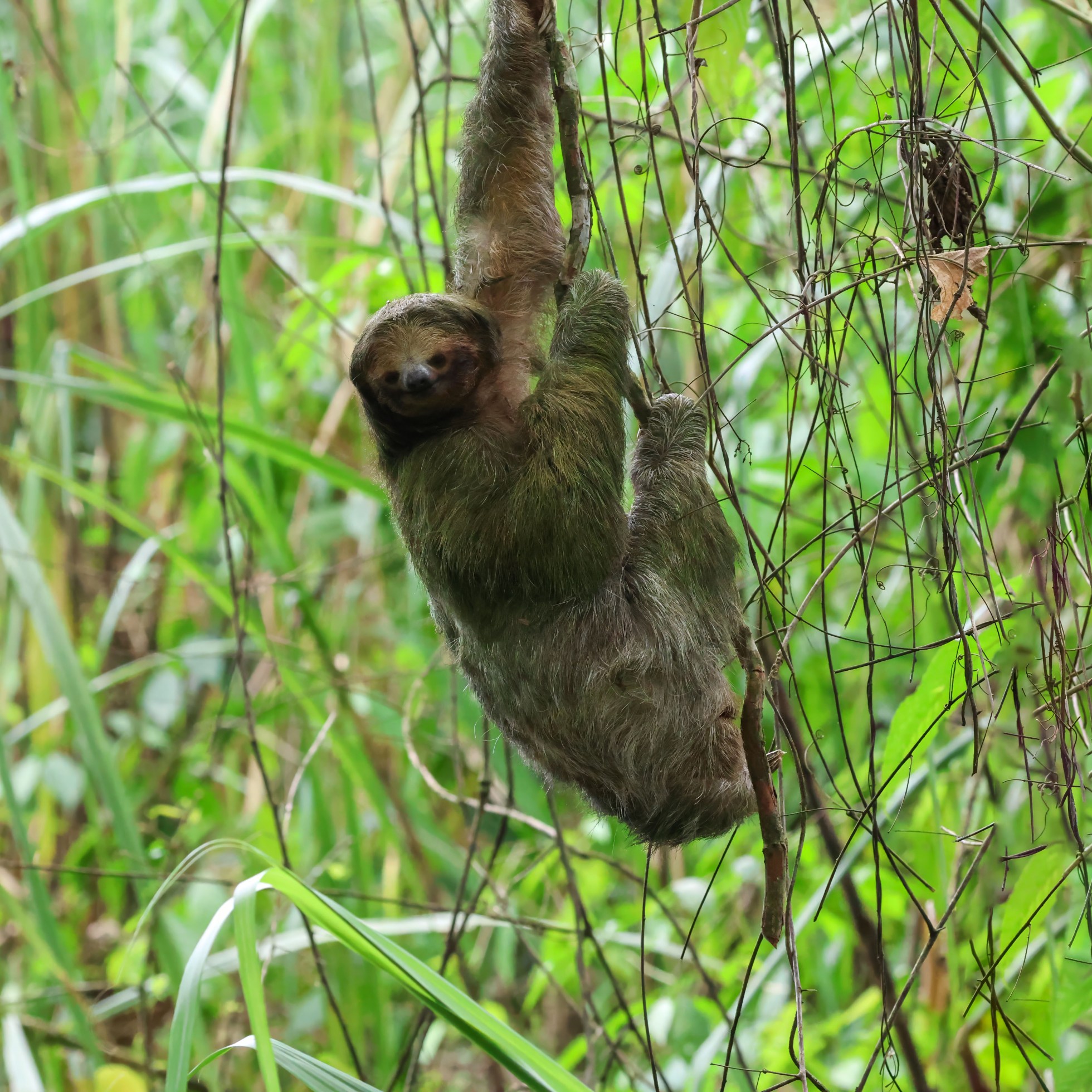 Backyard Bird Nerd – "Consider the birds of the air…."