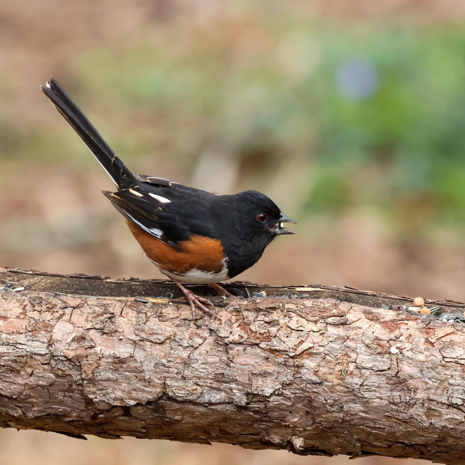 Backyard Bird Nerd – "Consider the birds of the air…."