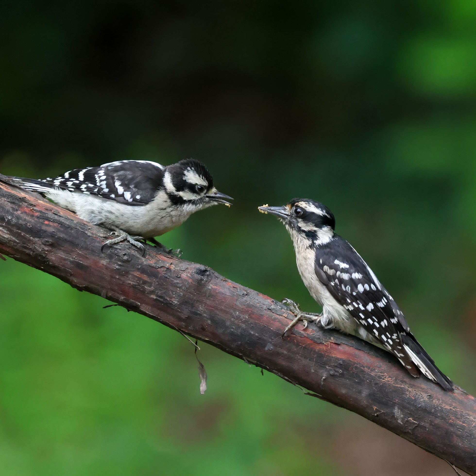 Backyard Bird Nerd – "Consider the birds of the air…."