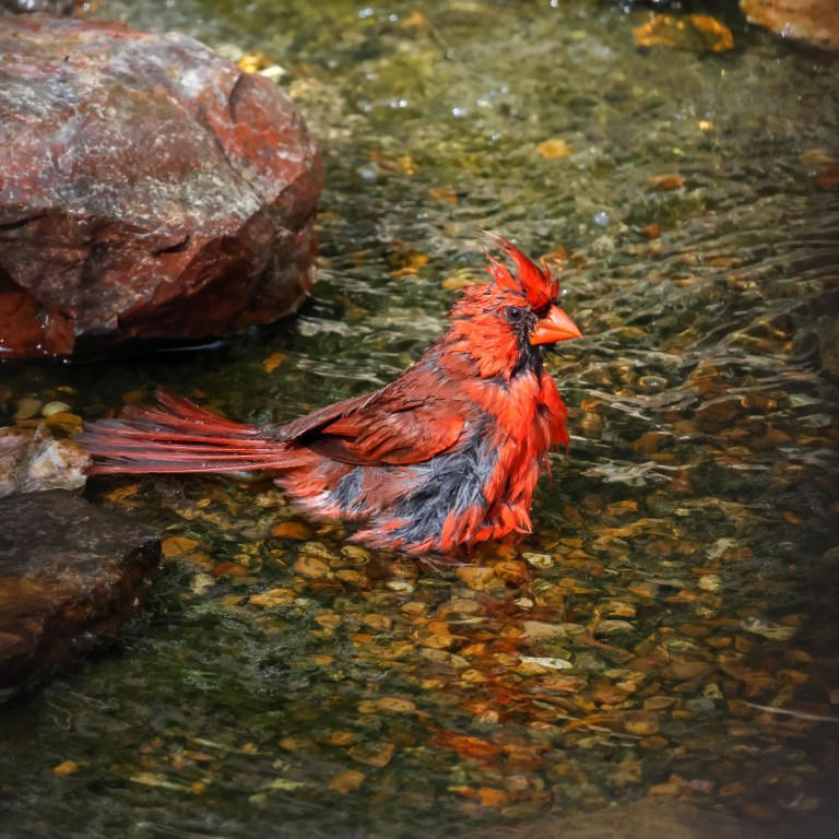 Backyard Bird Nerd – "Consider the birds of the air…."