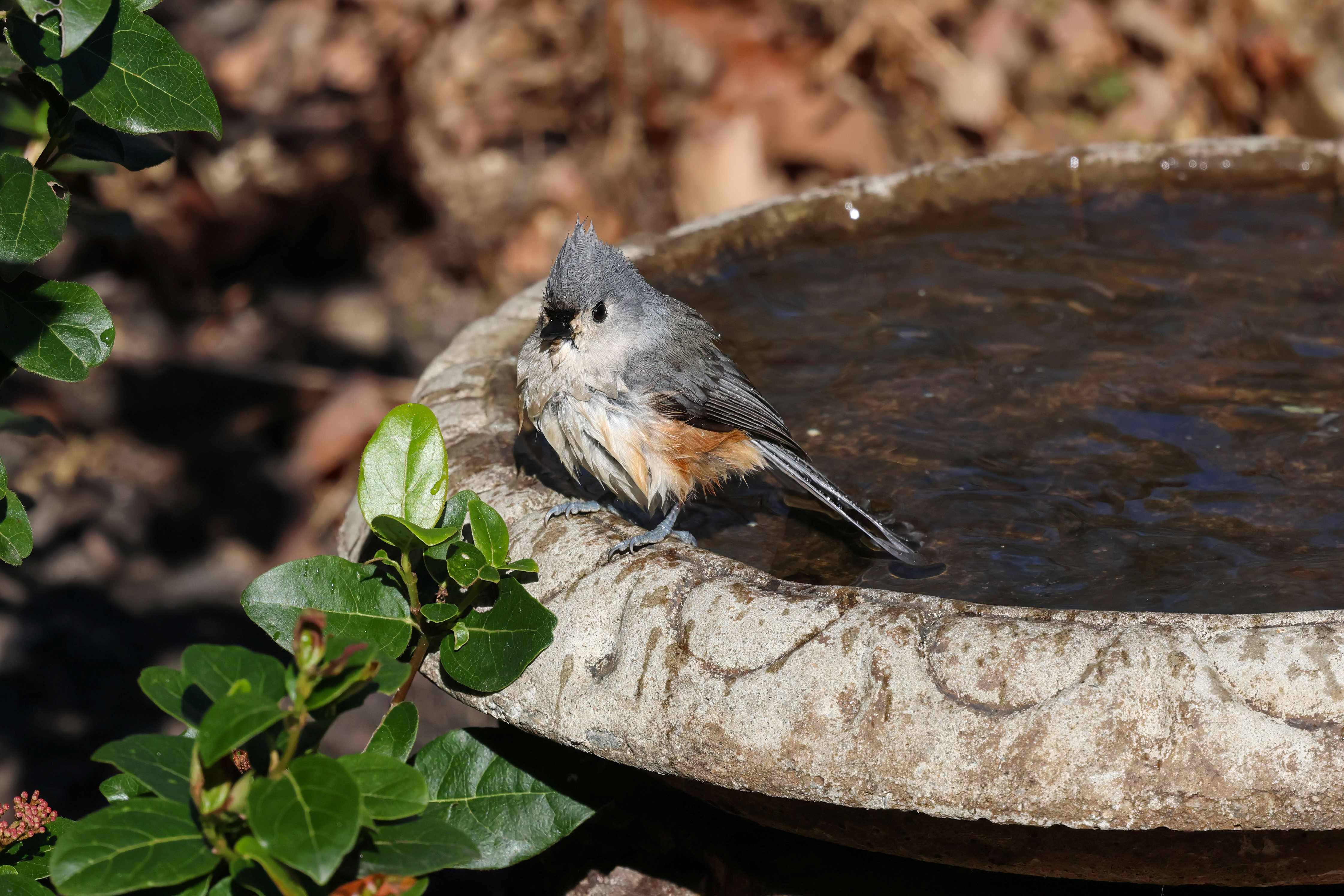 A Marvelous Matinee – Backyard Bird Nerd