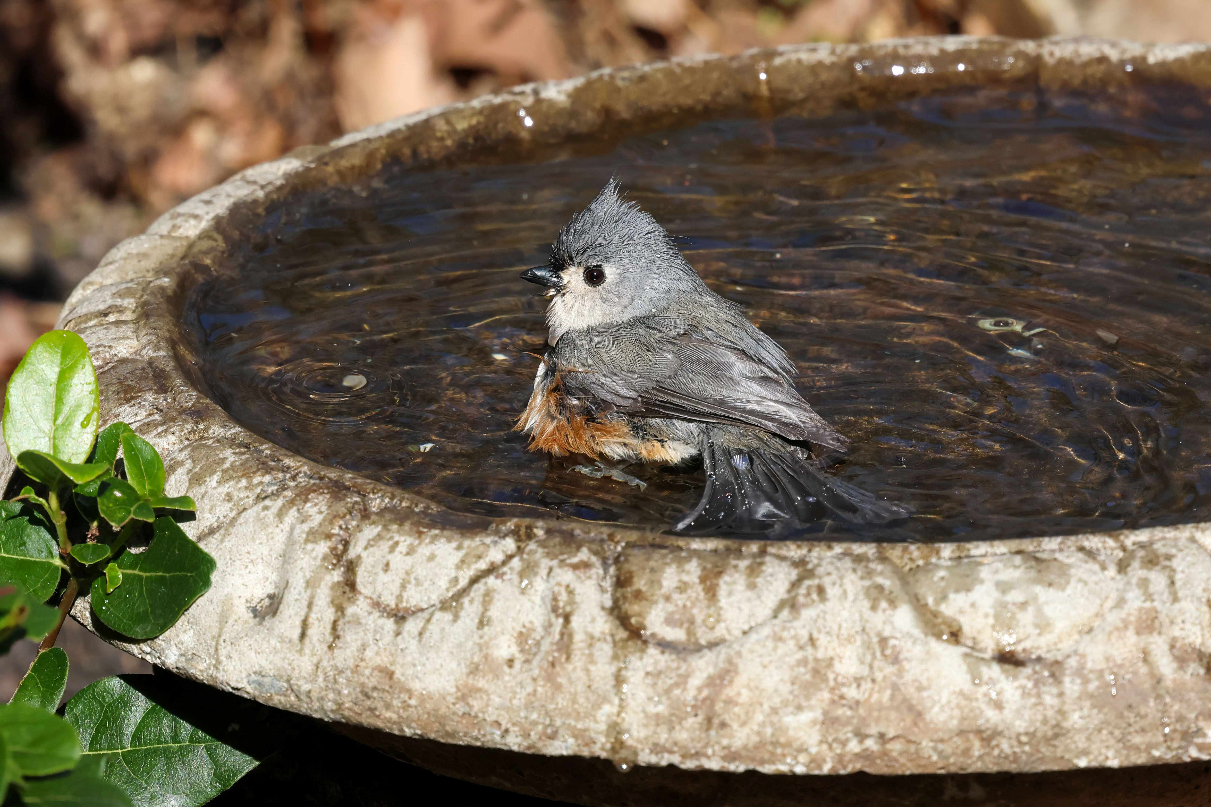 A Marvelous Matinee – Backyard Bird Nerd