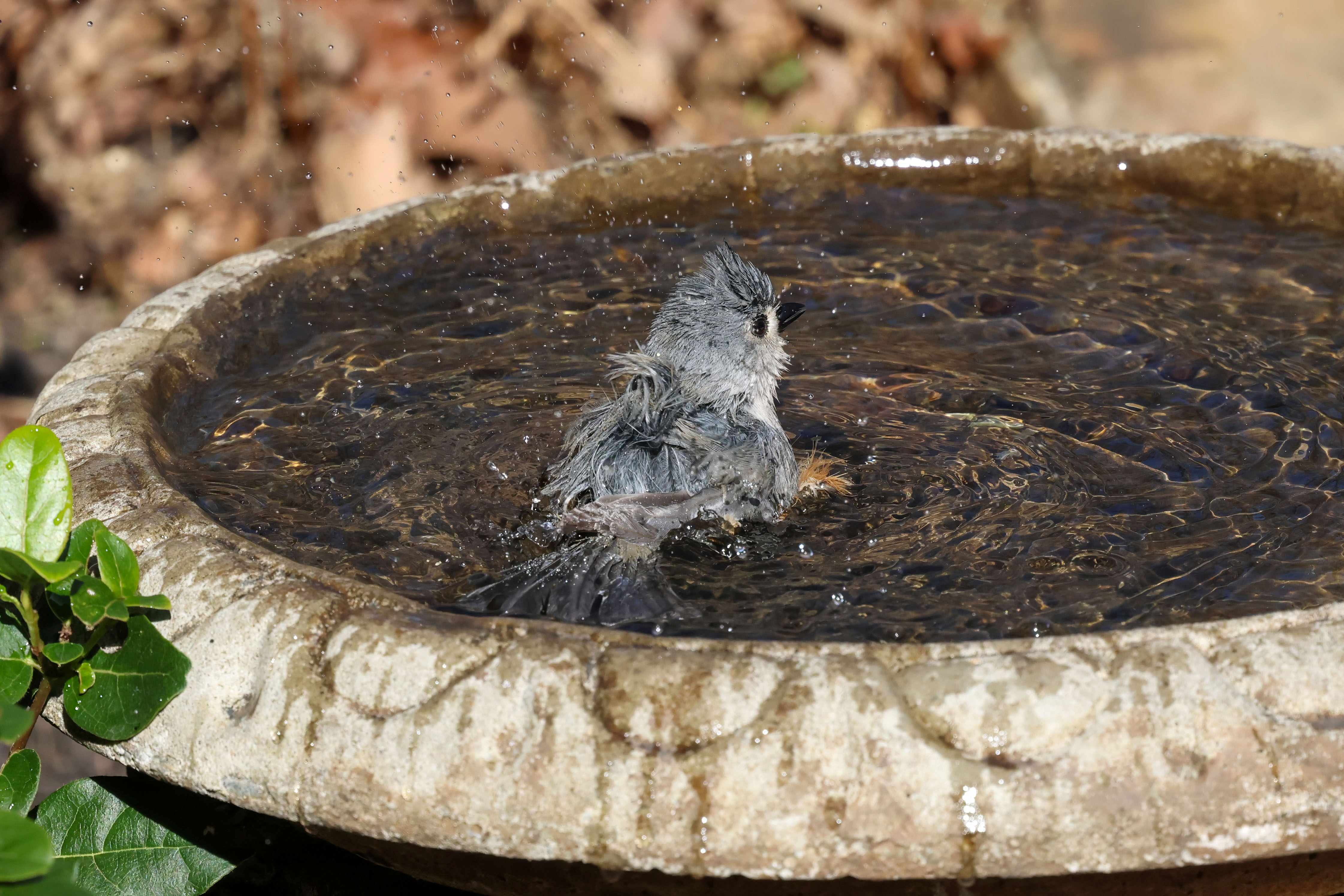 A Marvelous Matinee – Backyard Bird Nerd