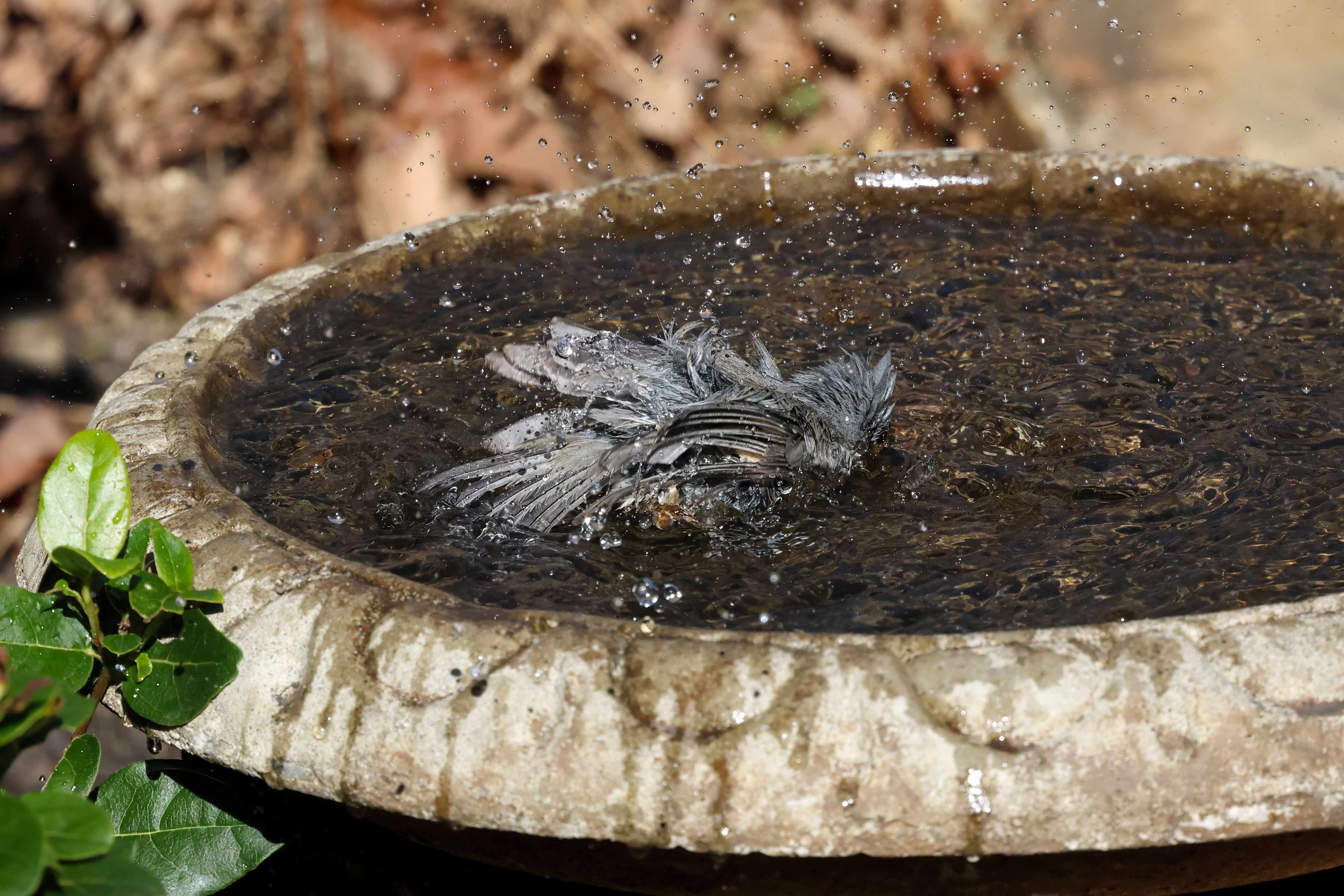 A Marvelous Matinee – Backyard Bird Nerd