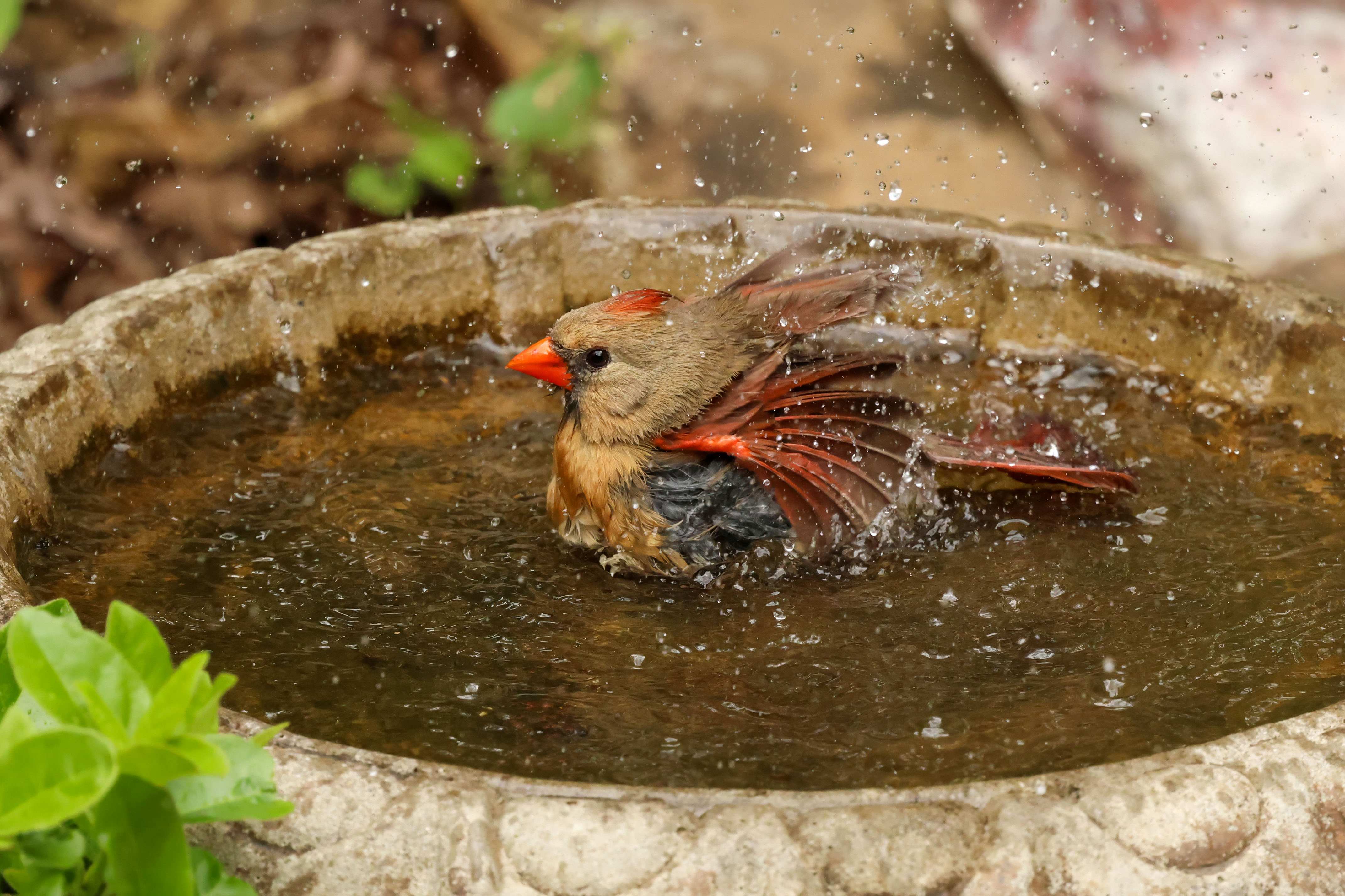 Well Aware Of The Watcher – Backyard Bird Nerd