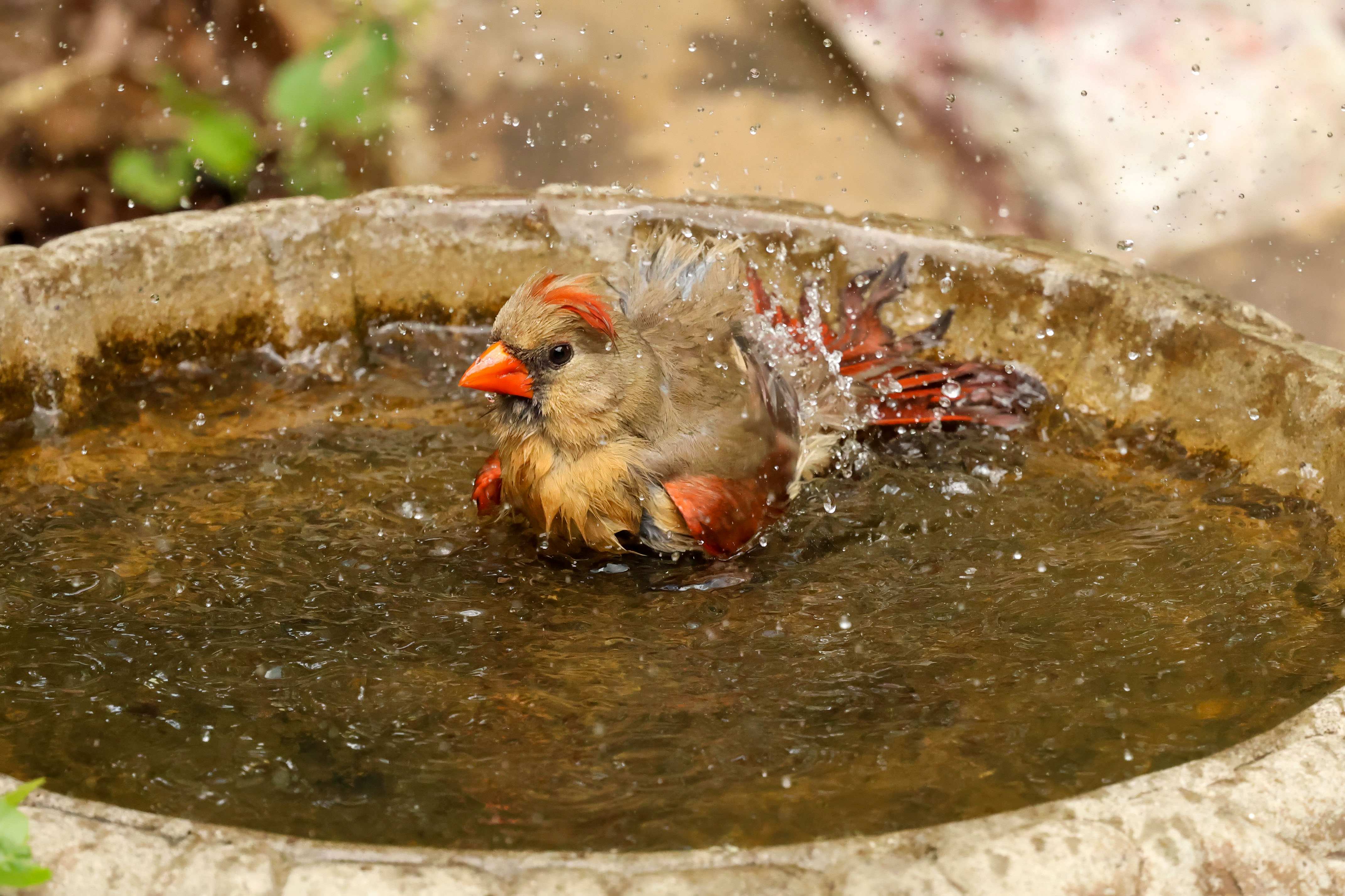 Well Aware Of The Watcher – Backyard Bird Nerd